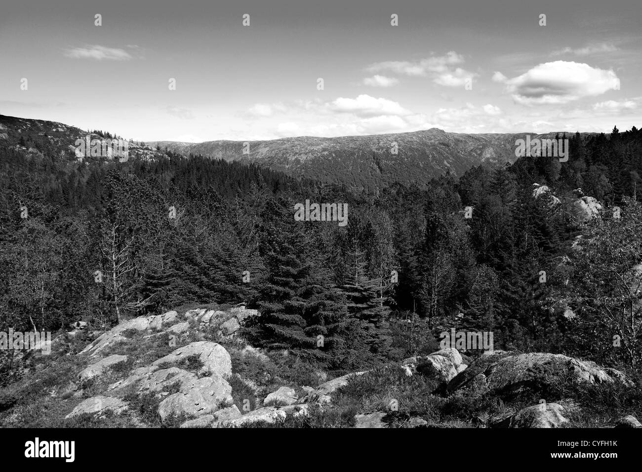 Black and White image view amongst the pine tree woodland on Mount ...