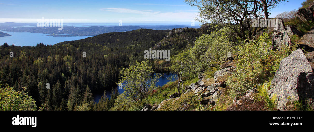 A view over Bergen City Norway, amongst the pine tree woodland on Mount ...
