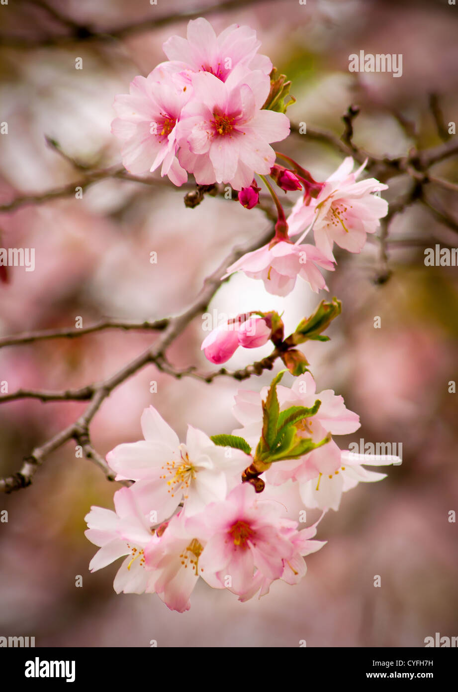 Michigan rose garden hi-res stock photography and images - Alamy