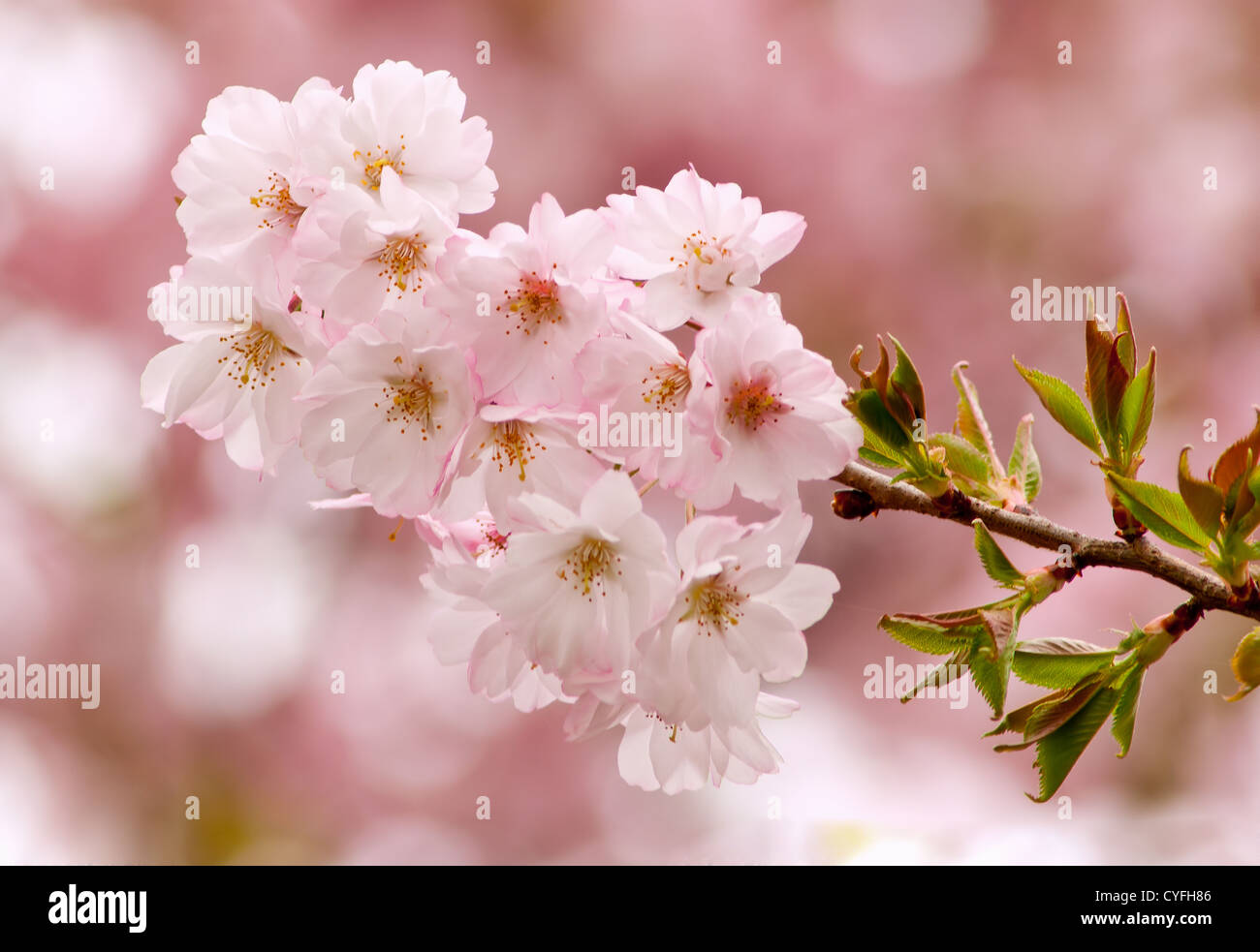 Cherry blossoms on tree limb michigan spring Stock Photo - Alamy