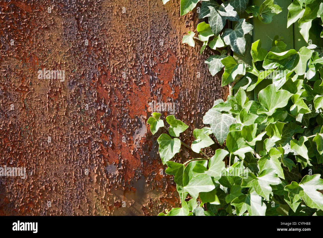 Structure of ivy hi-res stock photography and images - Alamy