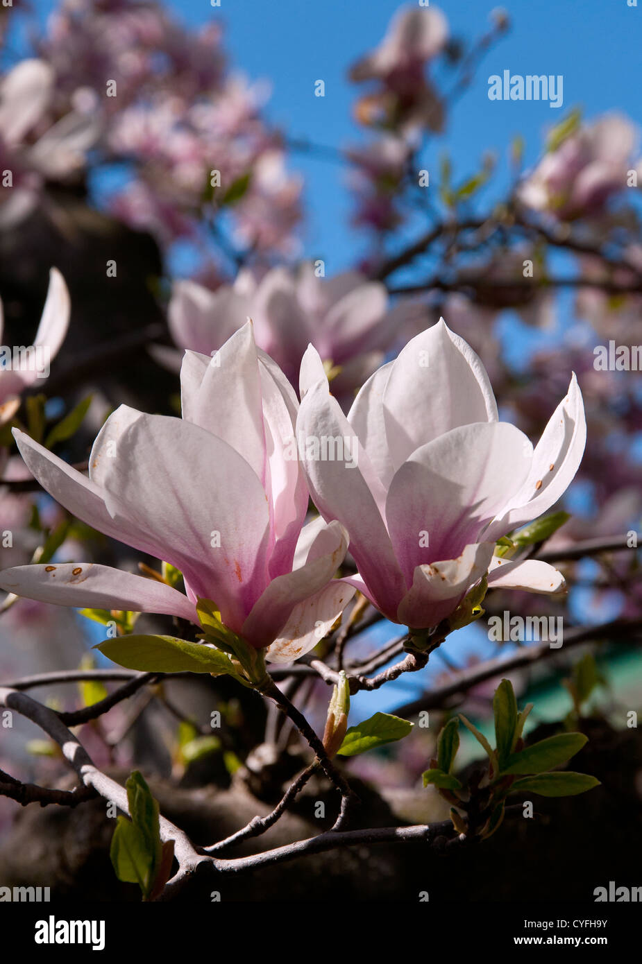 Flowering Magnolia Tree in Spring Stock Photo - Alamy