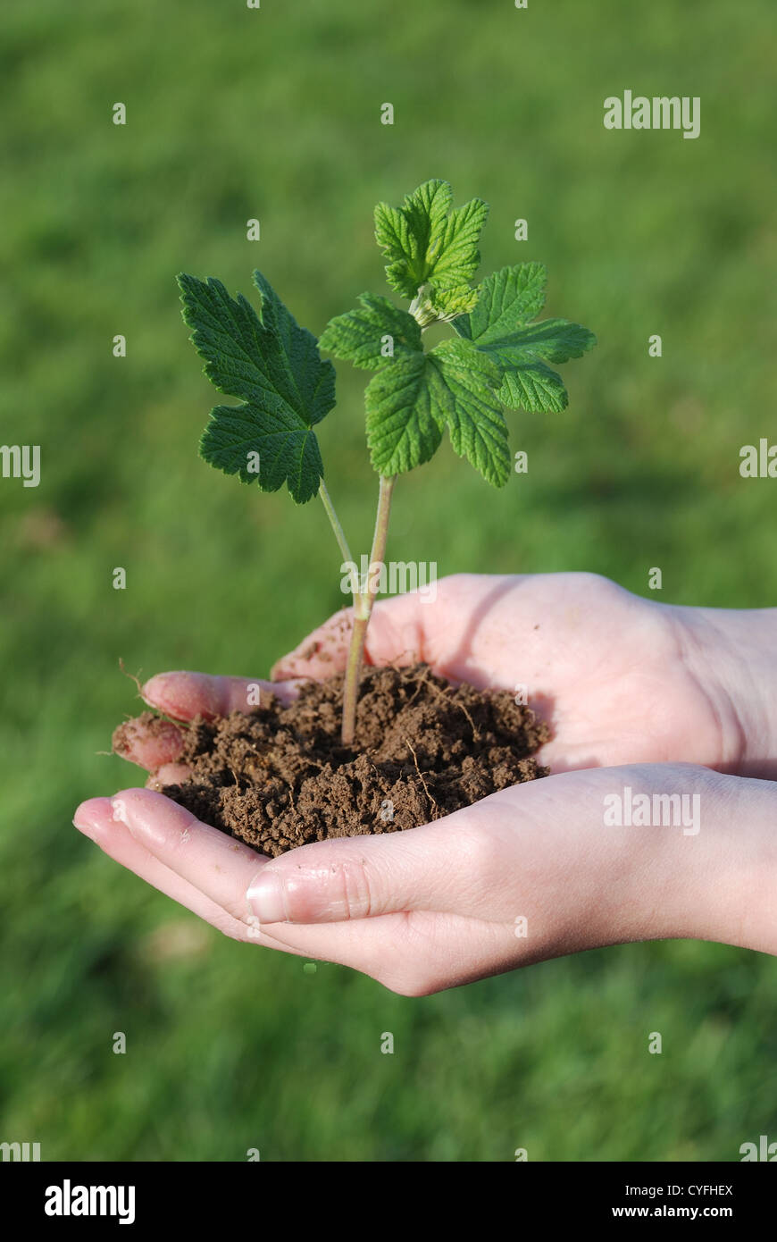 Hand holding roots hi-res stock photography and images - Alamy