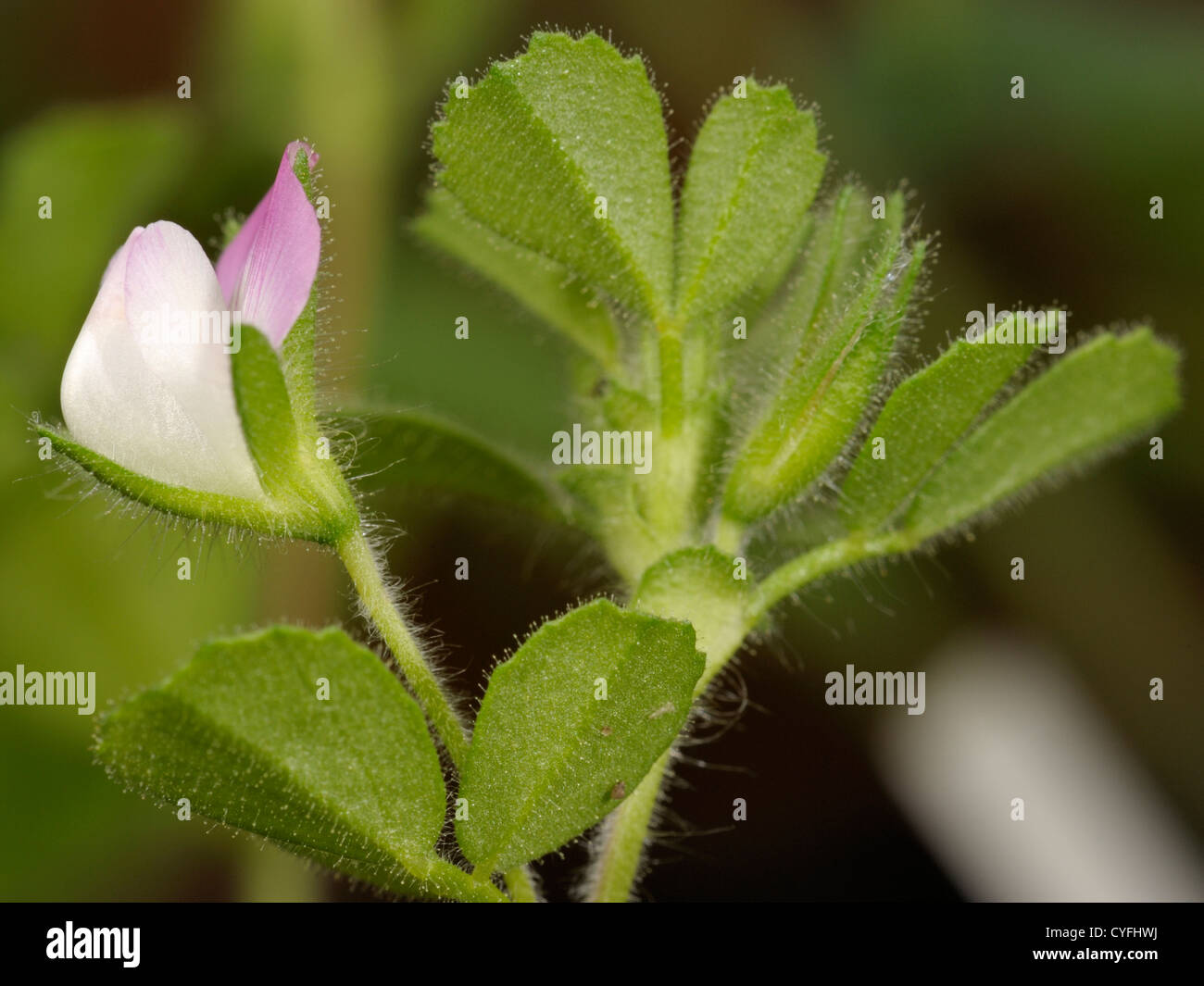 Small Restharrow, Ononis reclinata Stock Photo - Alamy