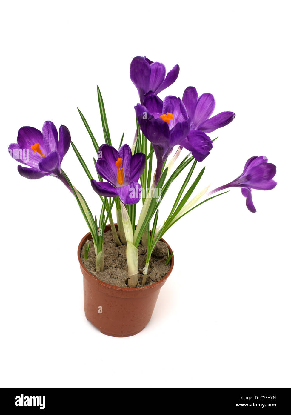 Pot of Crocuses Stock Photo - Alamy