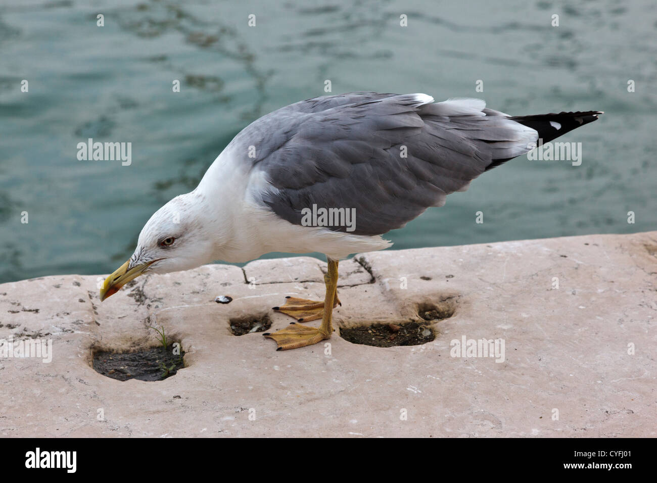 Sea gull on San Giogio Maggiore Stock Photo - Alamy
