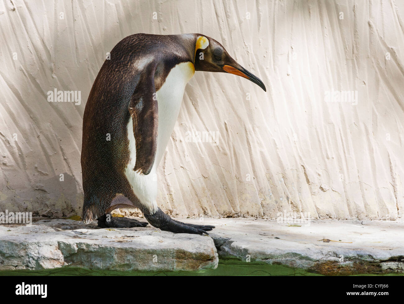 Profile of penguin hi-res stock photography and images - Alamy