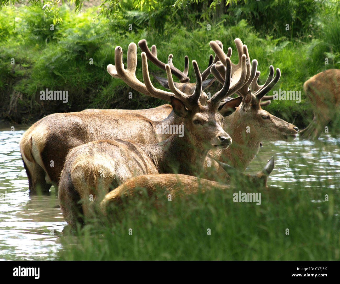 Group of deer wading in pool, antlers backlit Stock Photo - Alamy