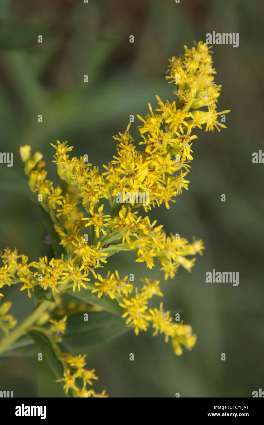 Goldenrod flower hi-res stock photography and images - Alamy