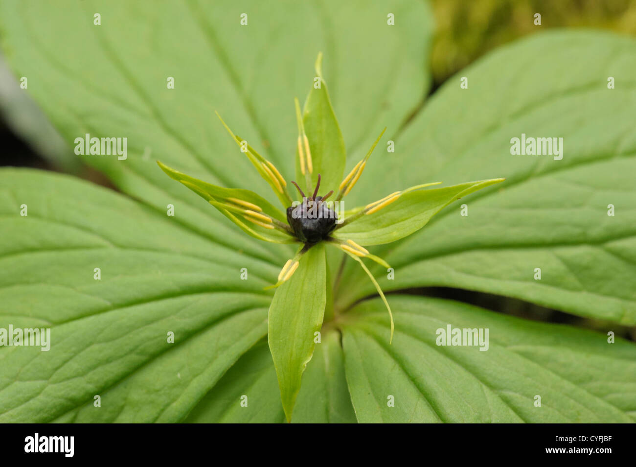 Herb-paris flower, Paris quadrifolia Stock Photo - Alamy
