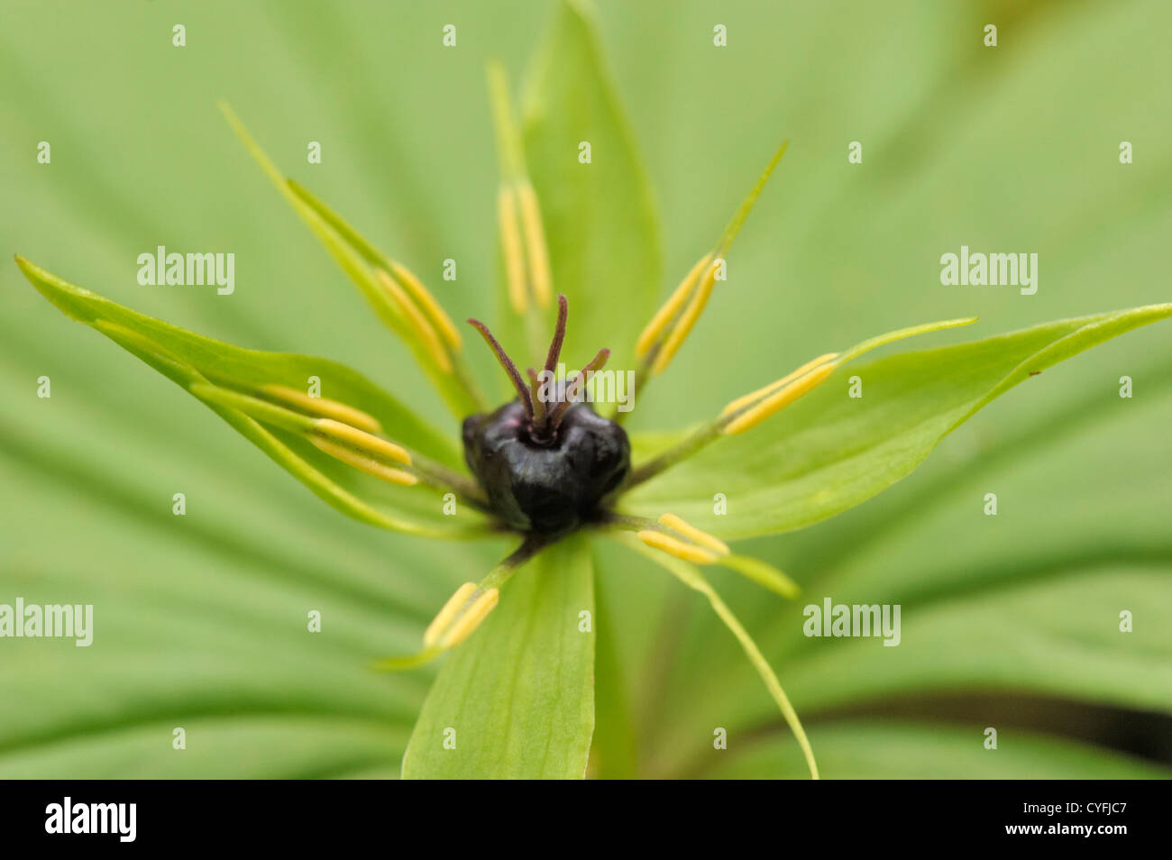 Paris liliaceae hi-res stock photography and images - Alamy