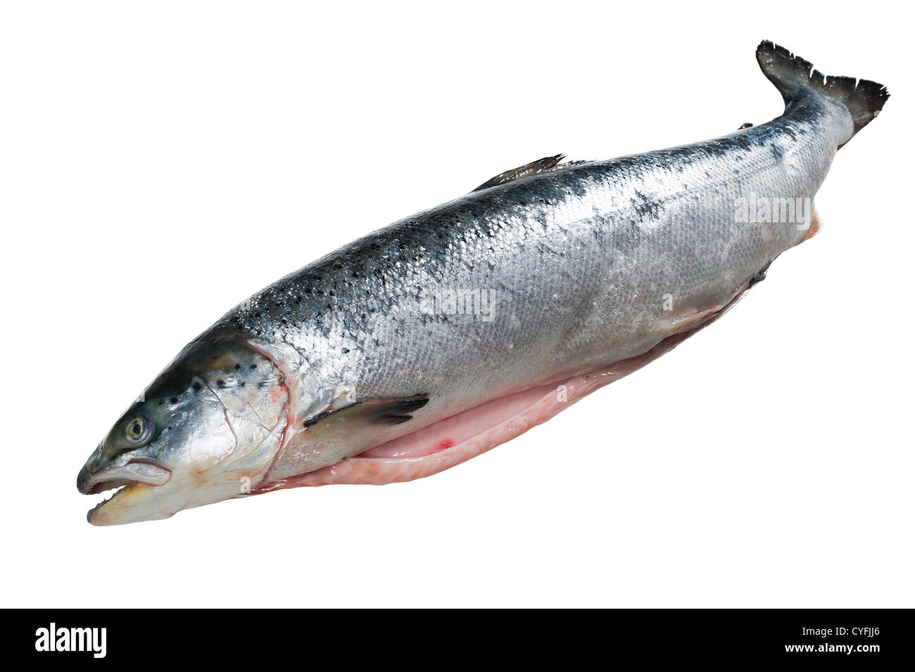 Opened grown salmon and white isolated background Stock Photo - Alamy