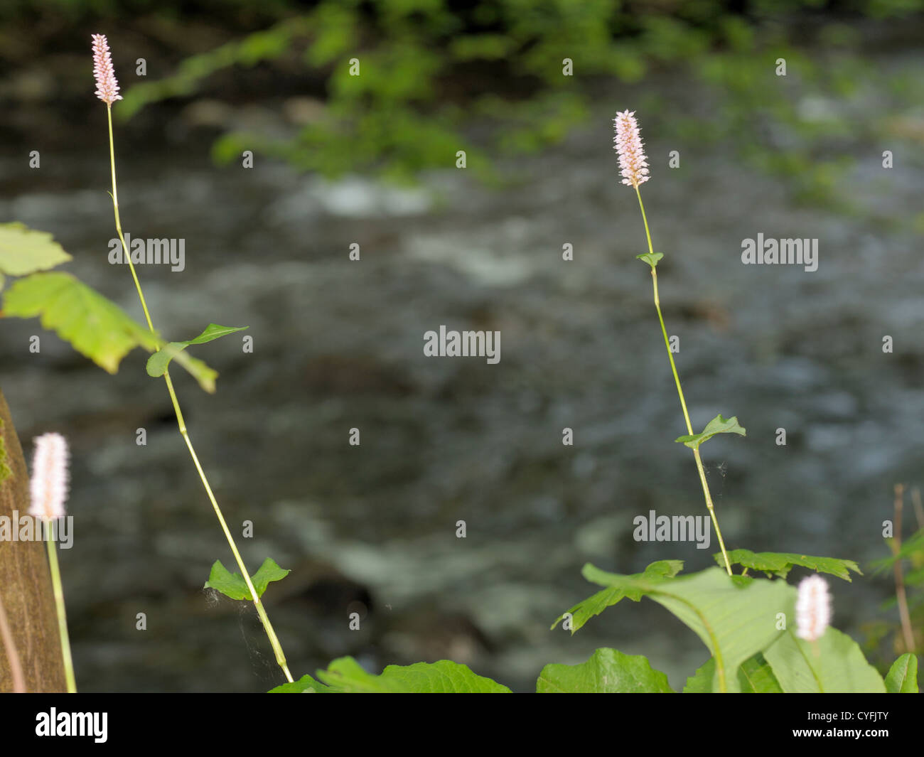 Common Bistort, Persicaria bistorta Stock Photo - Alamy