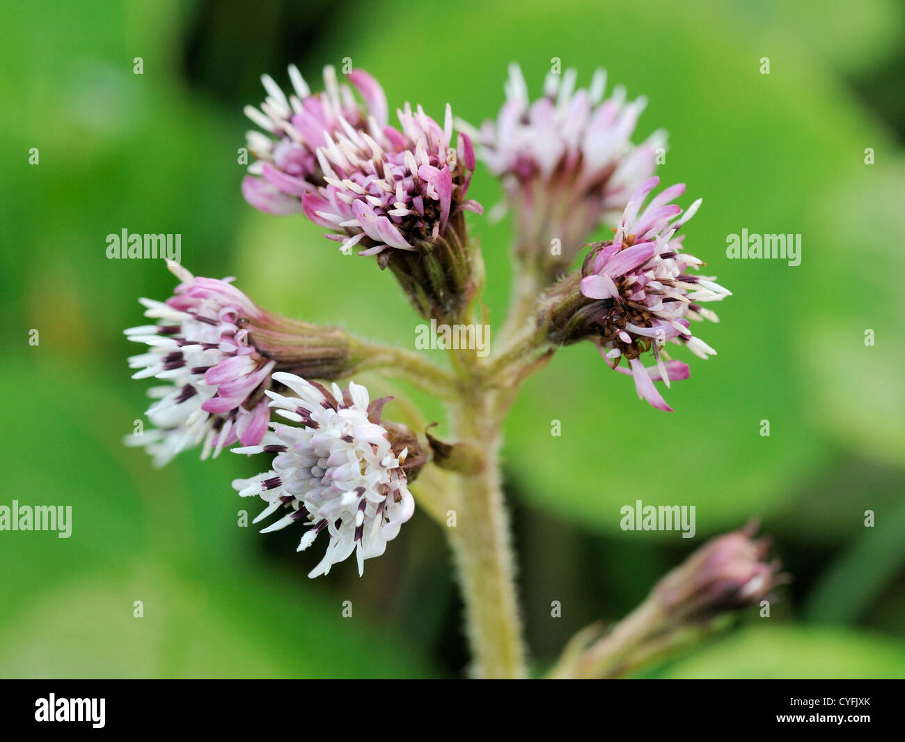 Winter heliotrope petasites fragrans asteraceae hi-res stock ...