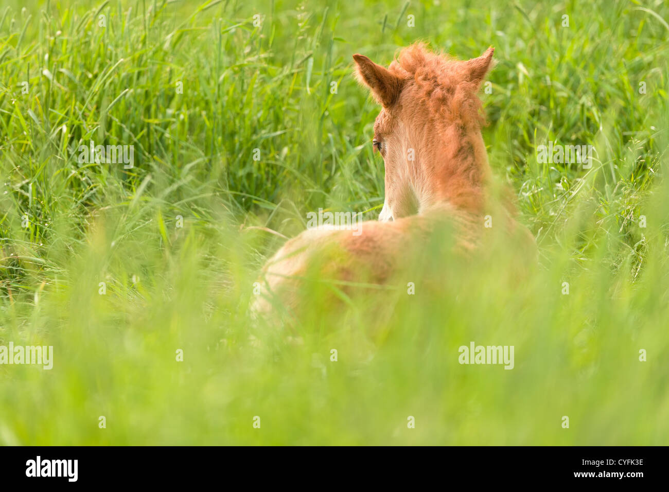 Young baby colt laying in the field Stock Photo - Alamy
