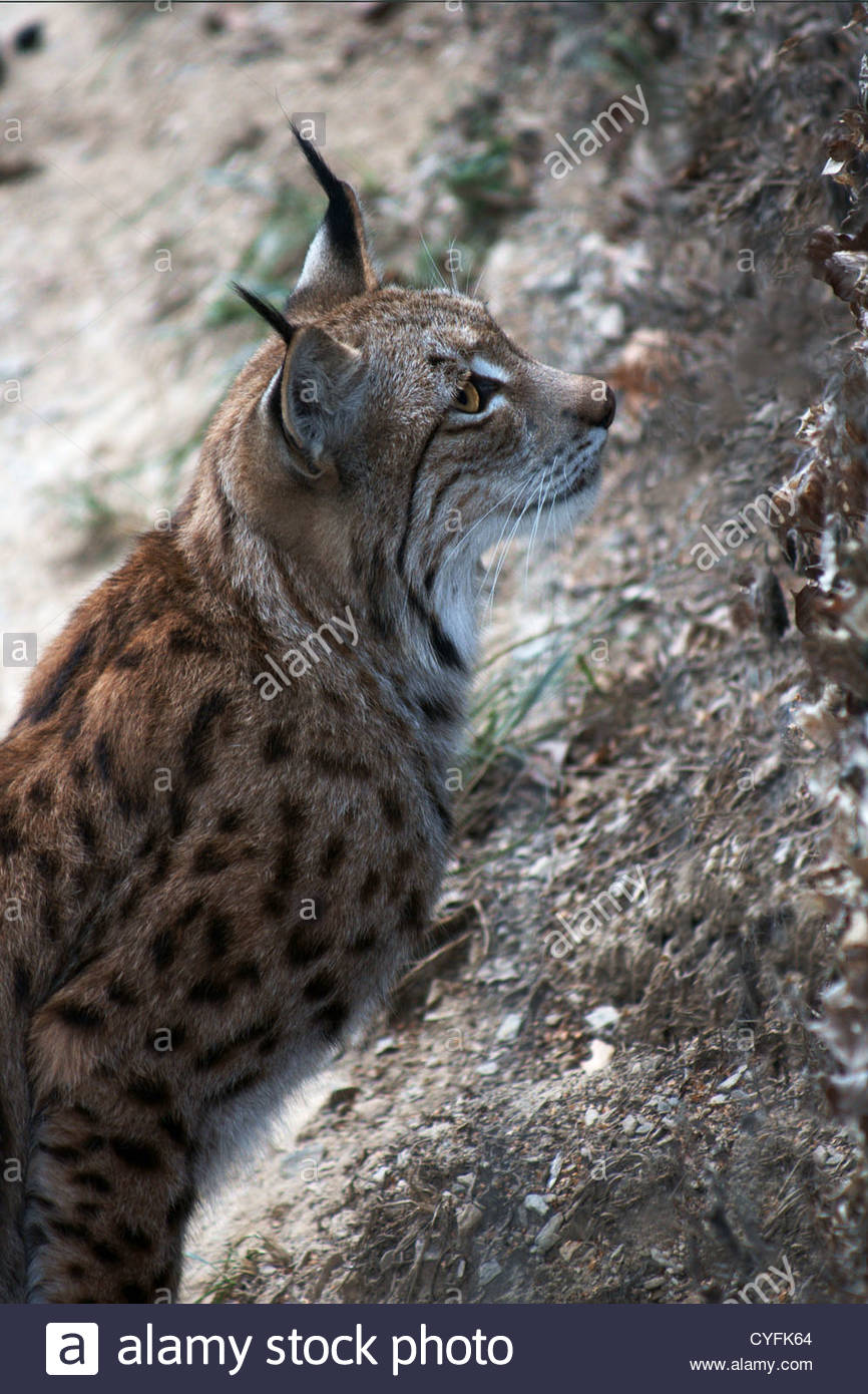 Lynx Prey Stock Photos & Lynx Prey Stock Images - Alamy