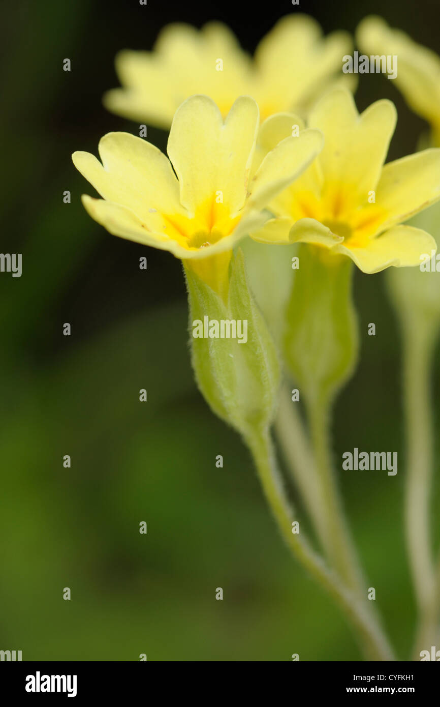 Polyantha High Resolution Stock Photography and Images - Alamy