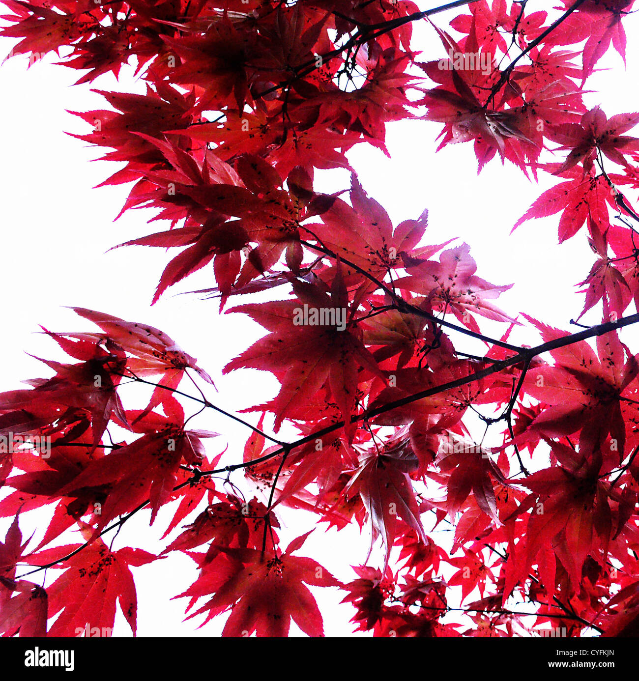 Autumn coming fall season hi-res stock photography and images - Alamy