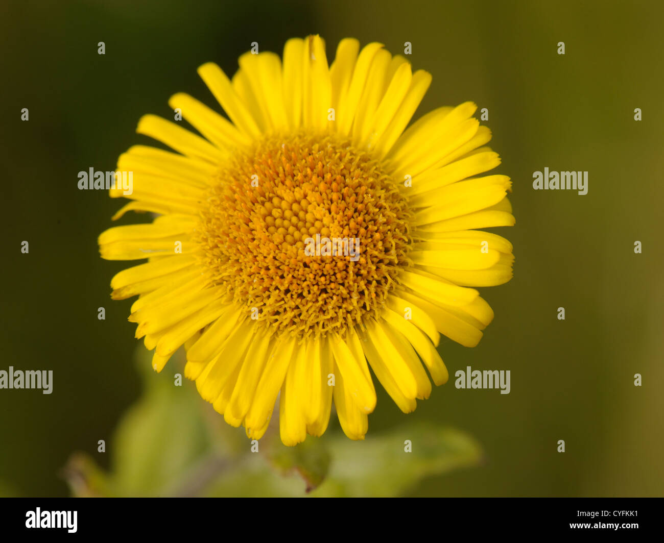 Common Fleabane flower, Pulicaria dysenterica Stock Photo - Alamy