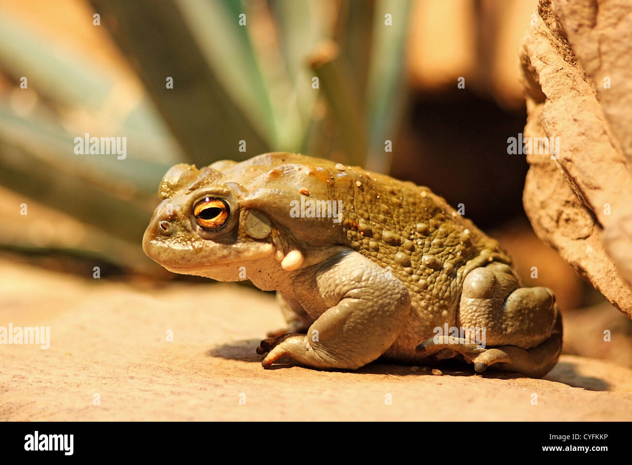 Toad migration hi-res stock photography and images - Alamy