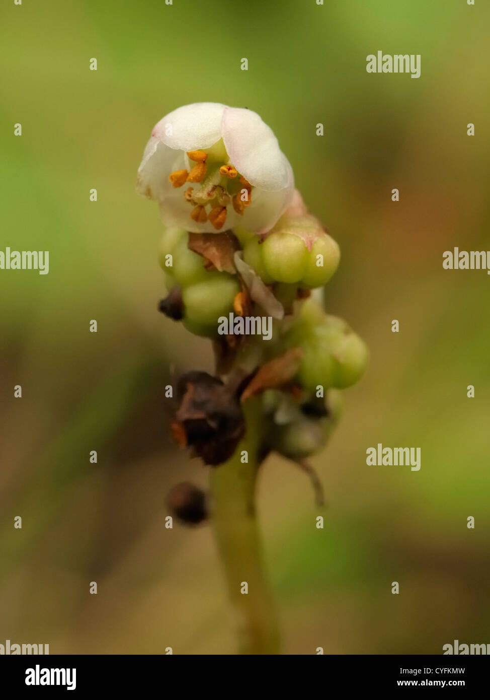 Common Wintergreen, Pyrola minor Stock Photo - Alamy