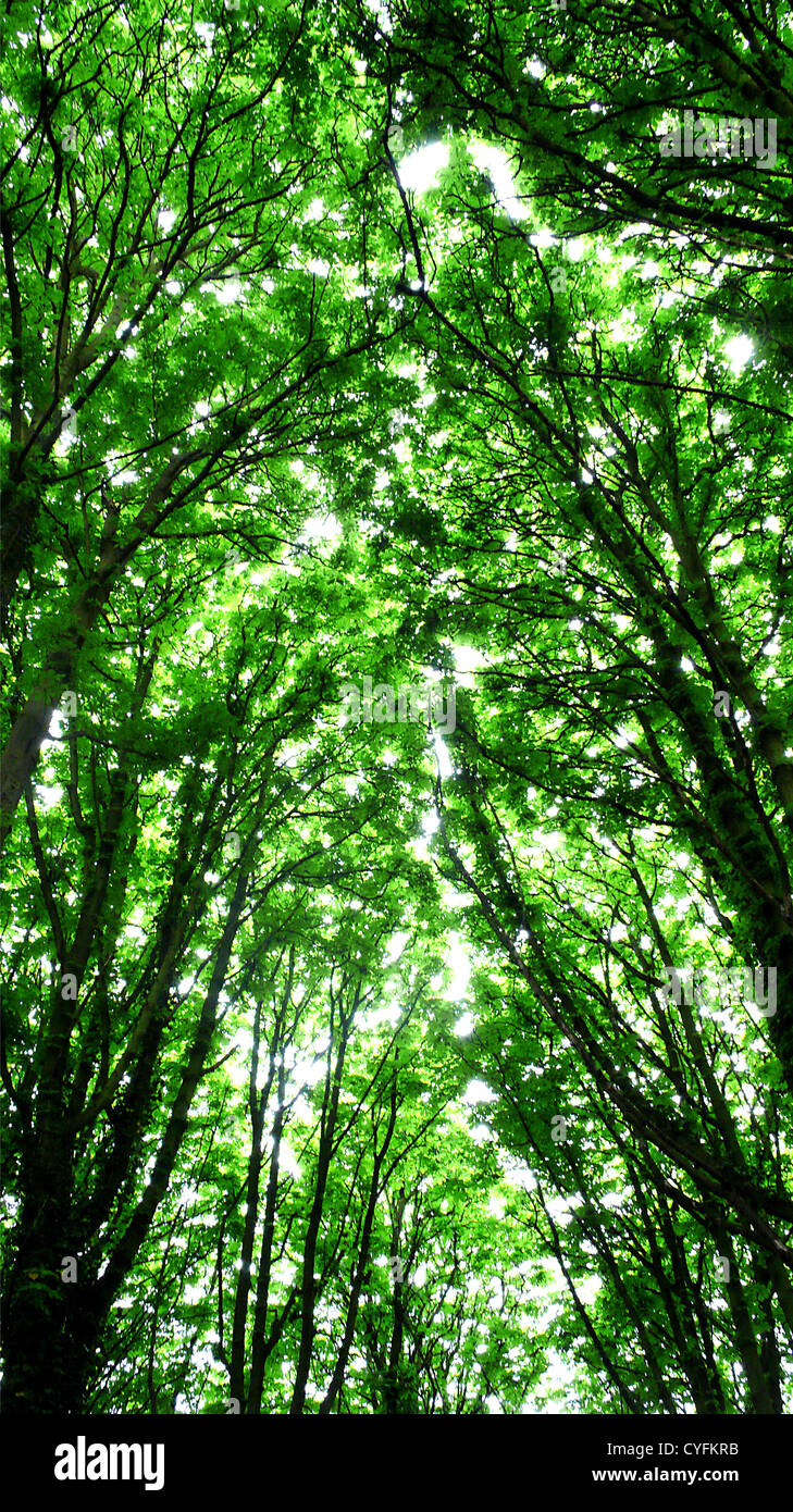 Sun rays coming through tall trees in forest. Go Green Stock Photo - Alamy