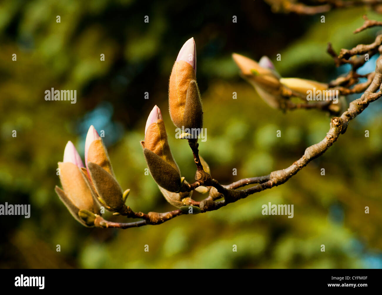 Flowering Magnolia Tree in Spring Stock Photo - Alamy