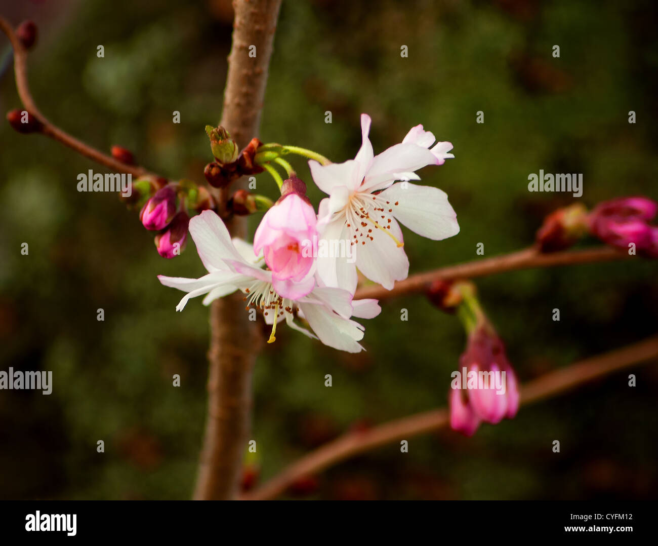 Limbs of Cherry blossom tree in spring Stock Photo - Alamy