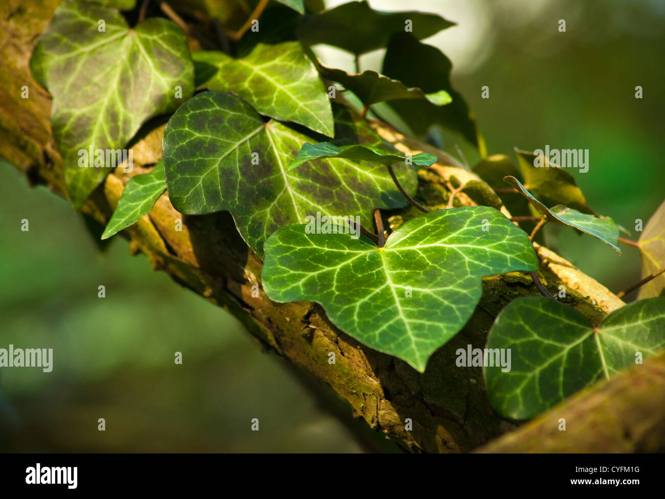 Climbing Ivy on Tree Stock Photo - Alamy