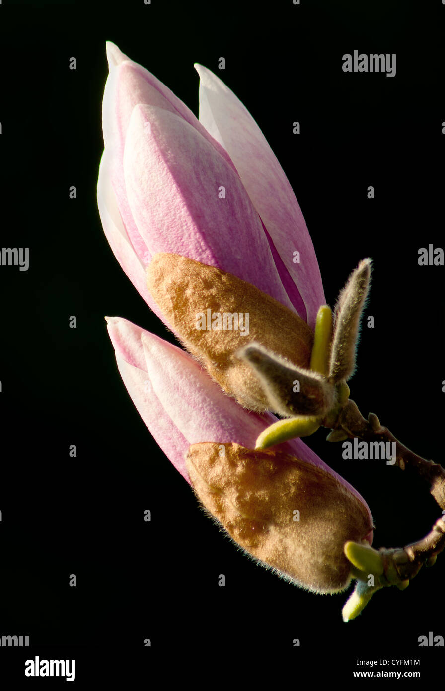 Flowering Magnolia Tree in Spring Stock Photo - Alamy