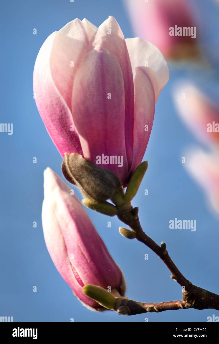 Flowering Magnolia Tree in Spring Stock Photo - Alamy