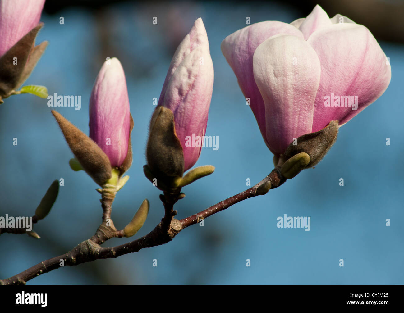 Flowering Magnolia Tree in Spring Stock Photo - Alamy