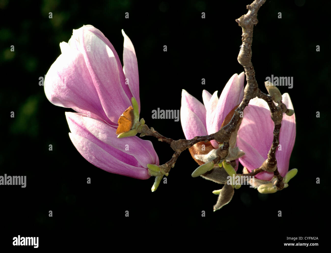 Flowering Magnolia Tree in Spring Stock Photo - Alamy