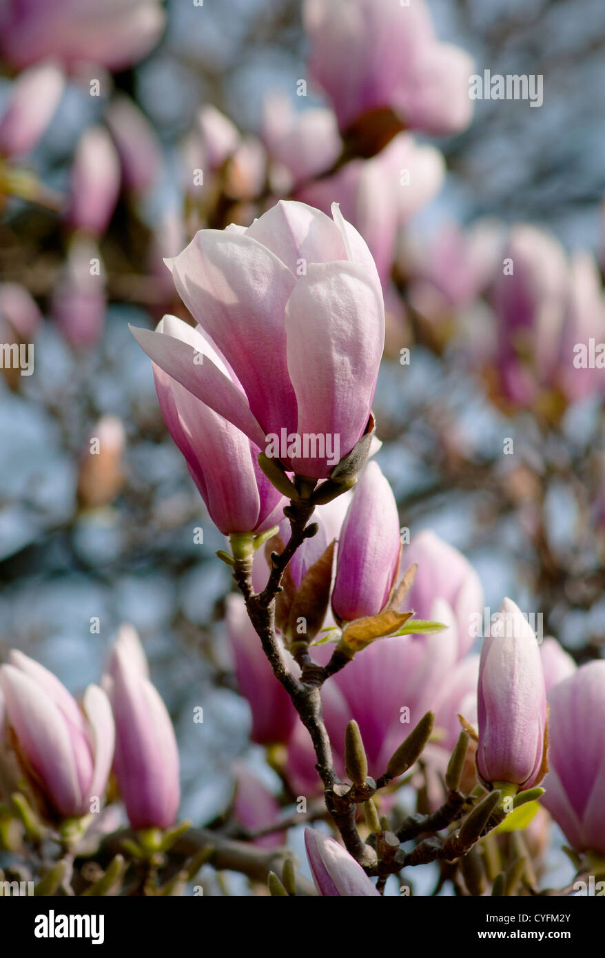 Flowering Magnolia Tree in Spring Stock Photo - Alamy