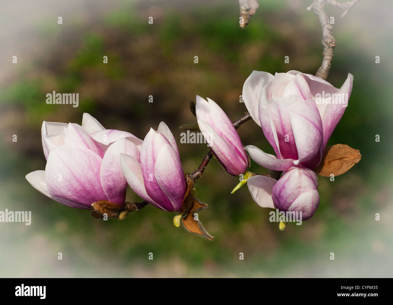 Flowering Spring Magnolia Tree Stock Photo - Alamy