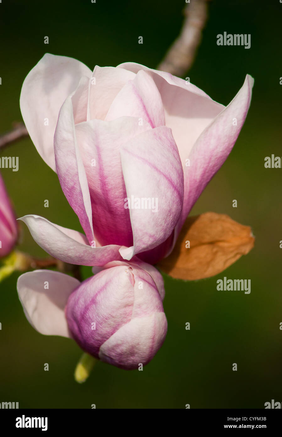 Flowering Spring Magnolia Tree Stock Photo - Alamy