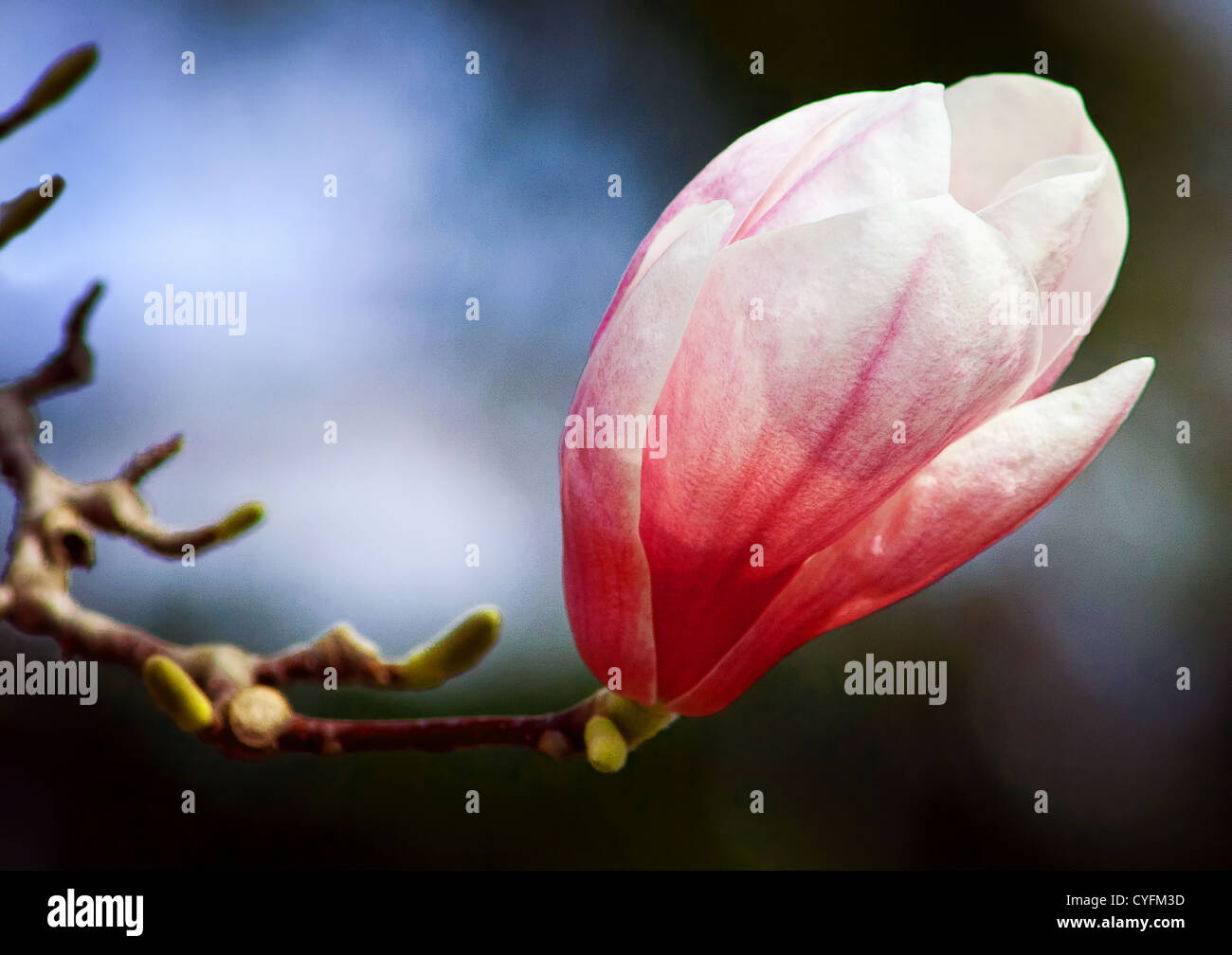 Flowering Spring Magnolia Tree Stock Photo - Alamy
