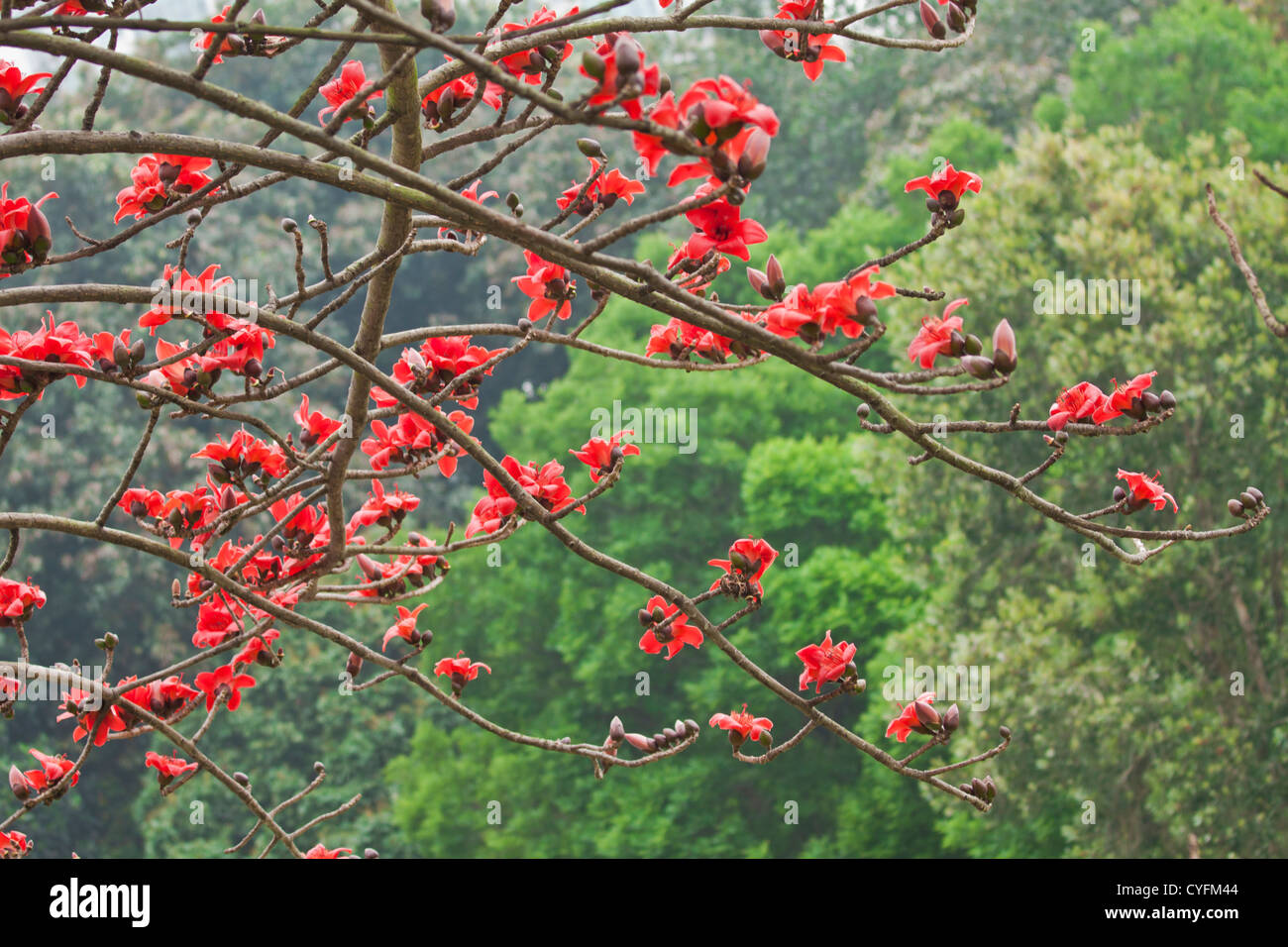 Cotton tree flowers hi-res stock photography and images - Alamy