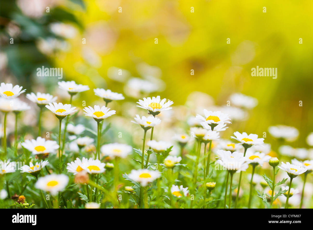 Field of daisies and sun Stock Photo - Alamy