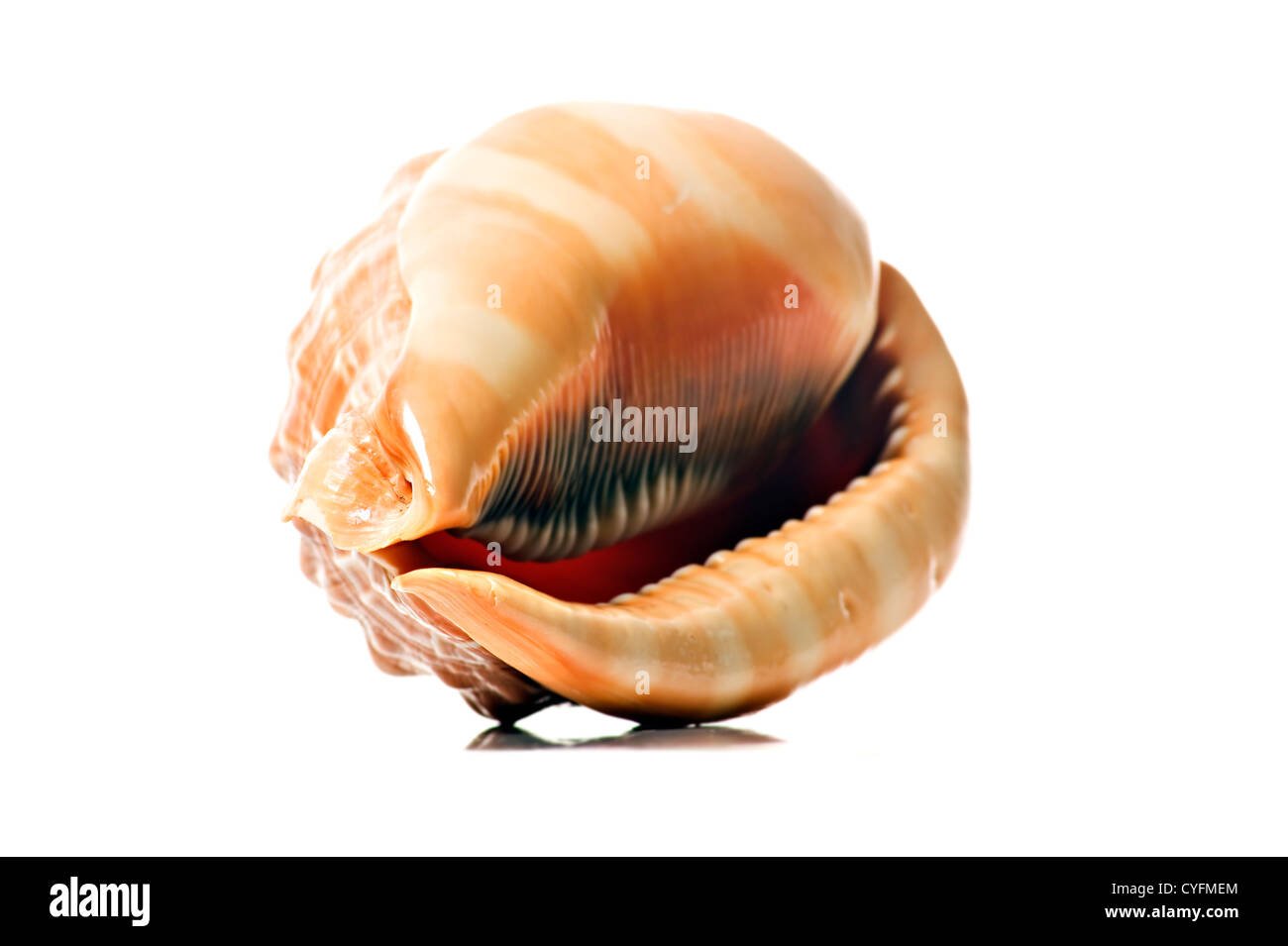 Perfect beautiful sea shell on white background Stock Photo - Alamy