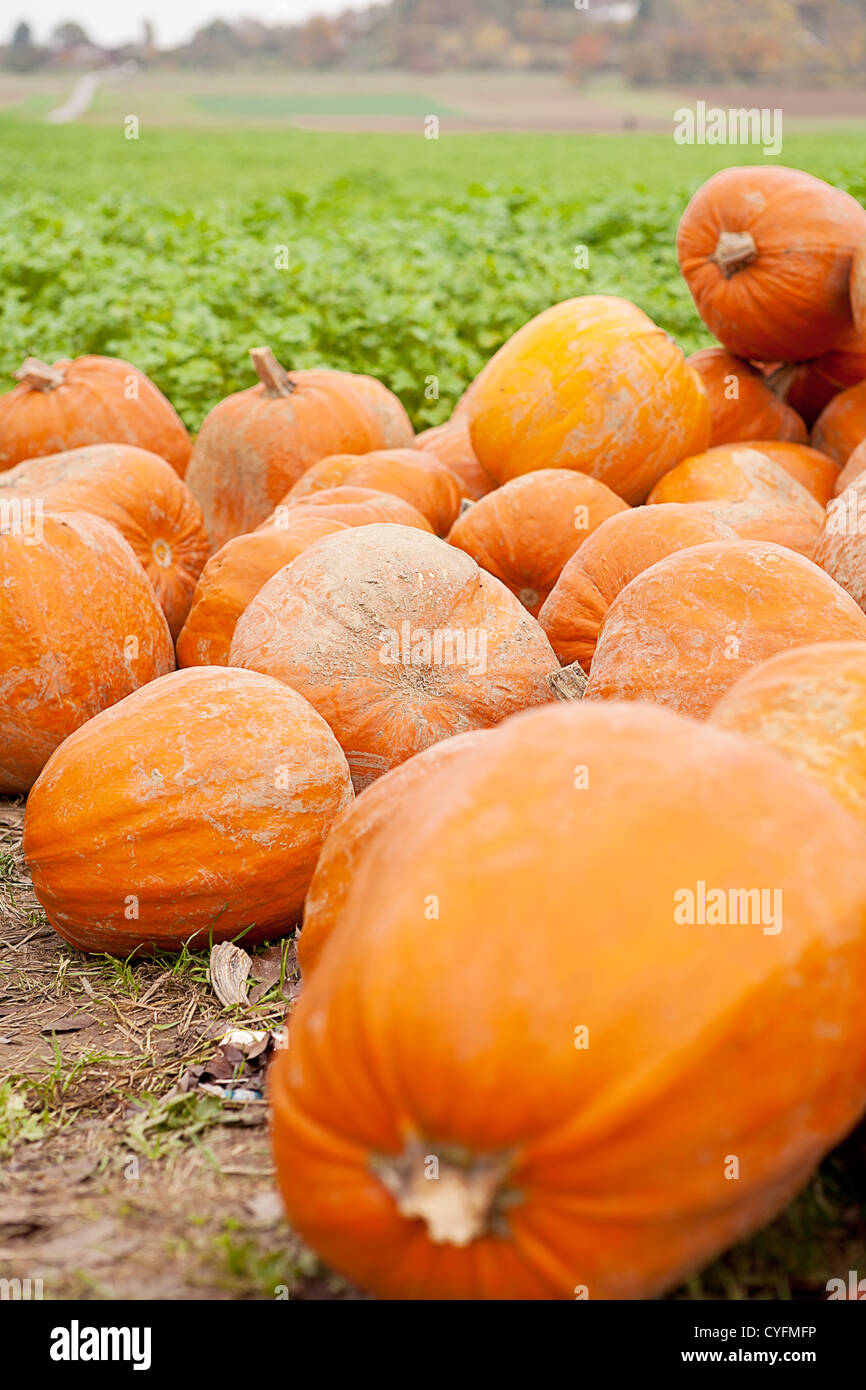 orange yellow pumpkin outdoor in autumn in nature Stock Photo - Alamy