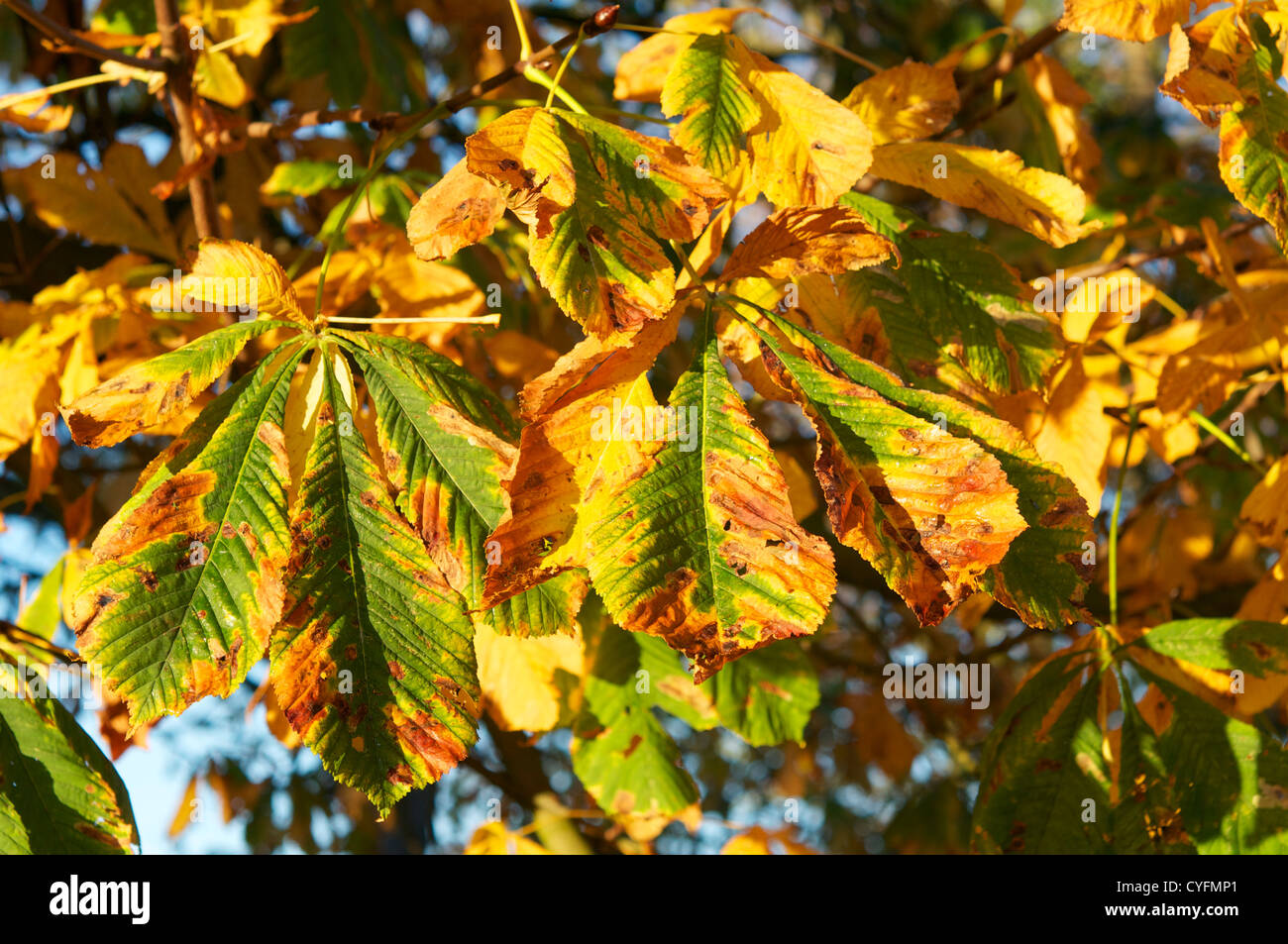 Chestnut tree leaves in the fall Stock Photo - Alamy