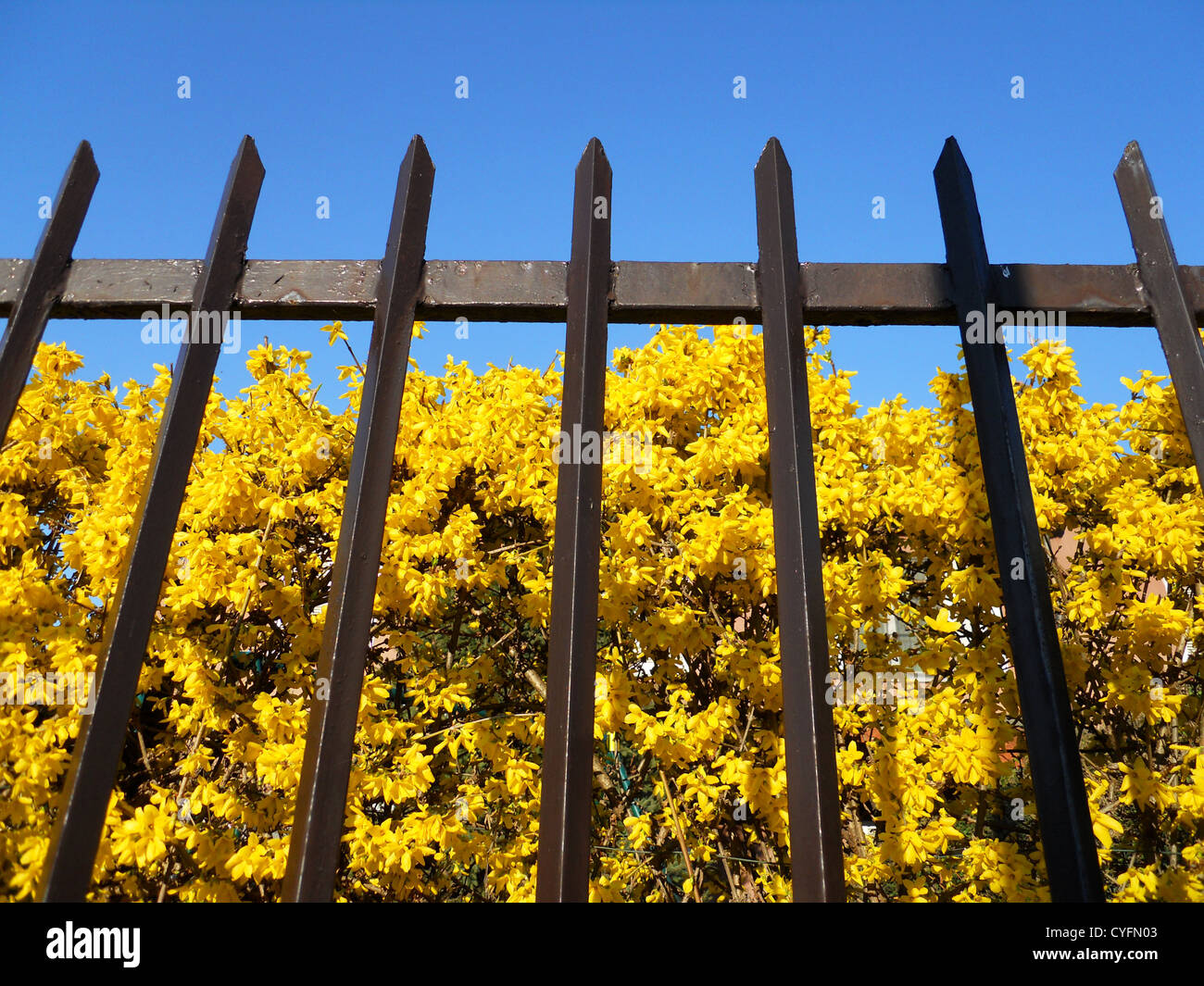 Forsythia flower house hi-res stock photography and images - Alamy