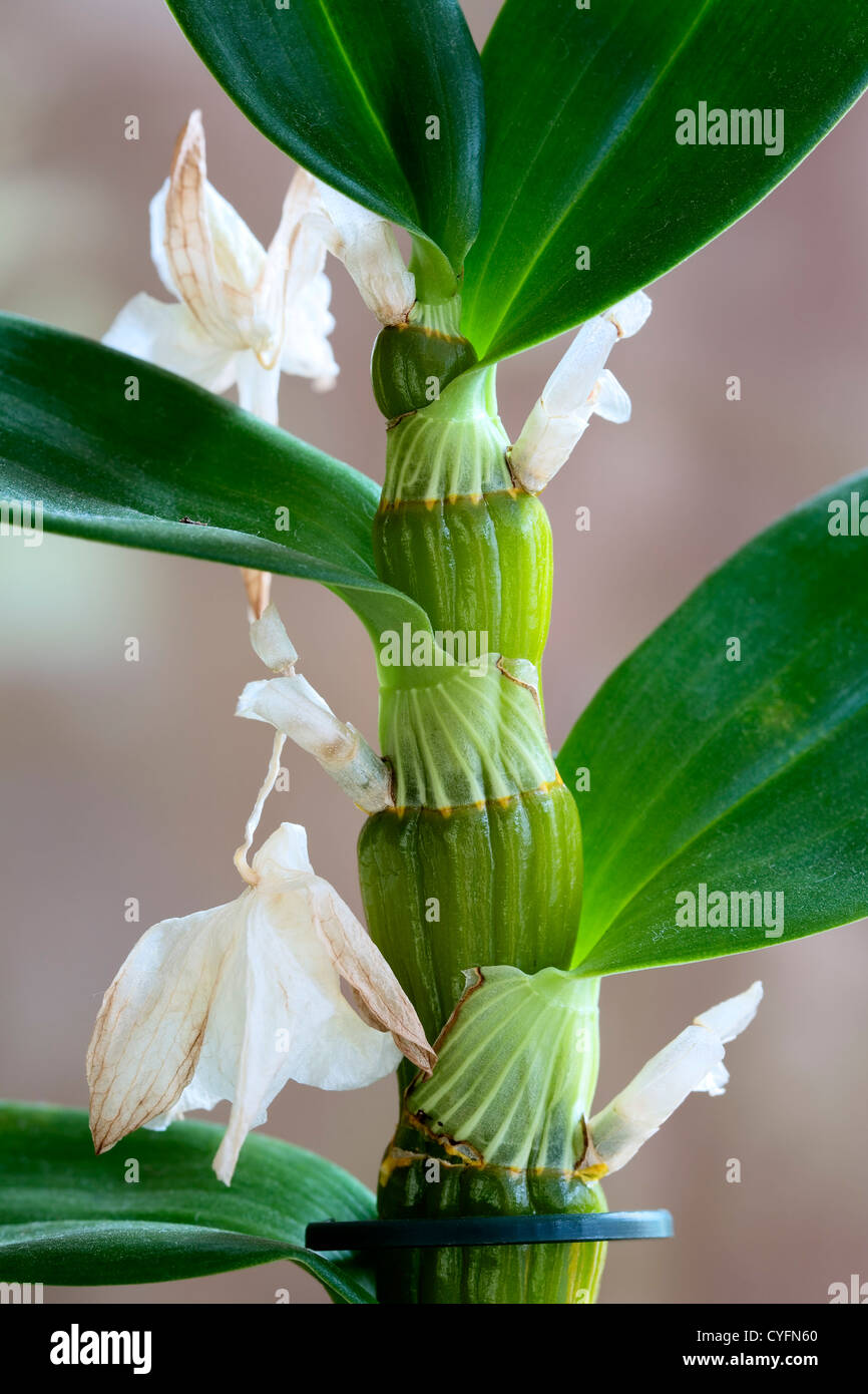 Dendrobium plant hi-res stock photography and images - Alamy