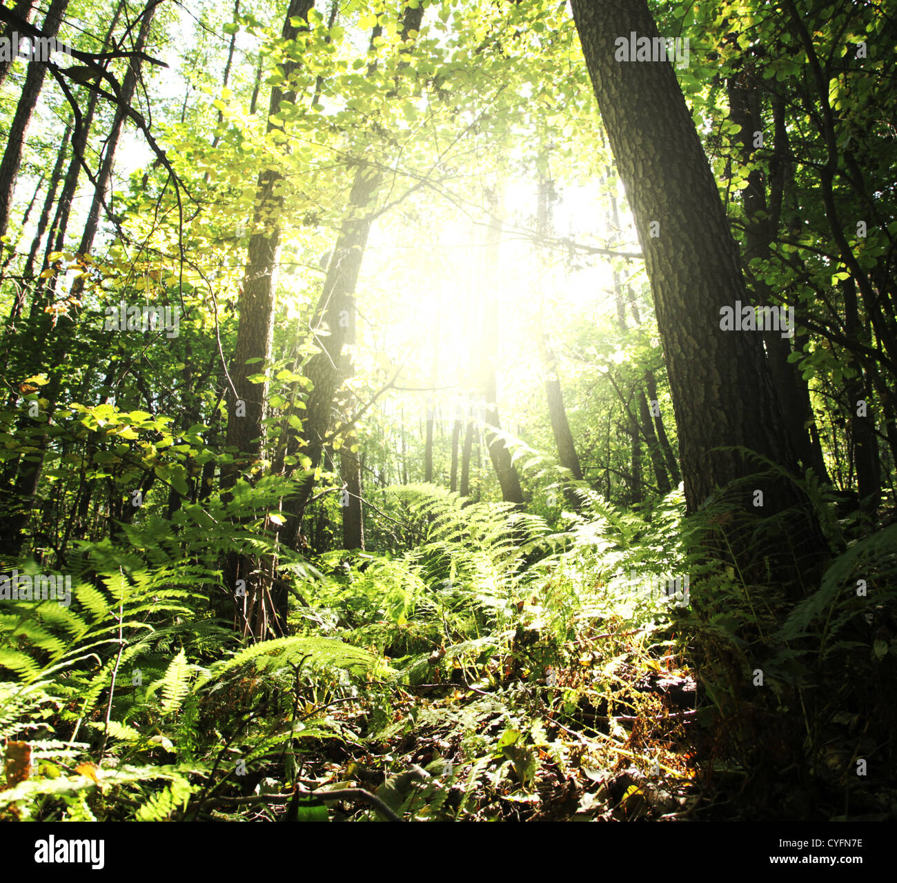 sunny forest Stock Photo - Alamy
