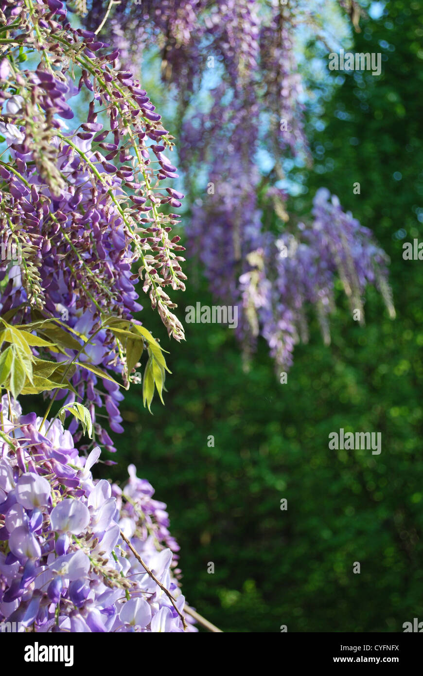 Cascade of violet wisteria flowers in a sunny day in spring Stock Photo ...
