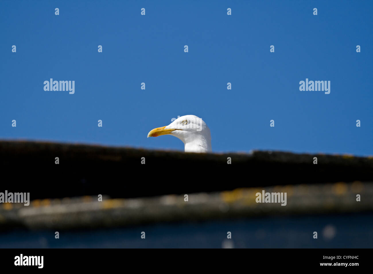 Seagull head against a blue sky at The Lizard , Cornwall, UK Stock ...