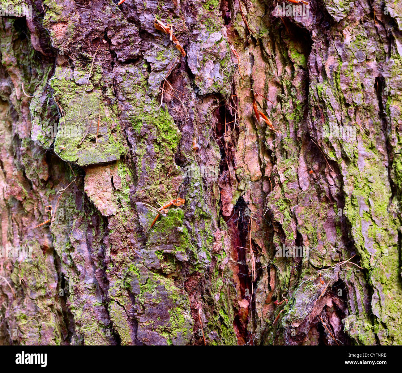 Close up of larch bark as a interesting background Stock Photo - Alamy