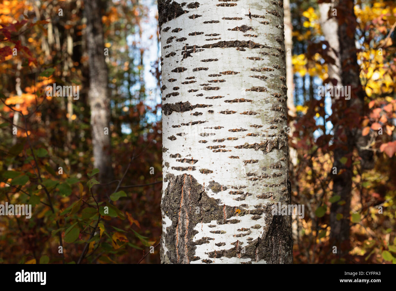 Aspen tree hi-res stock photography and images - Alamy