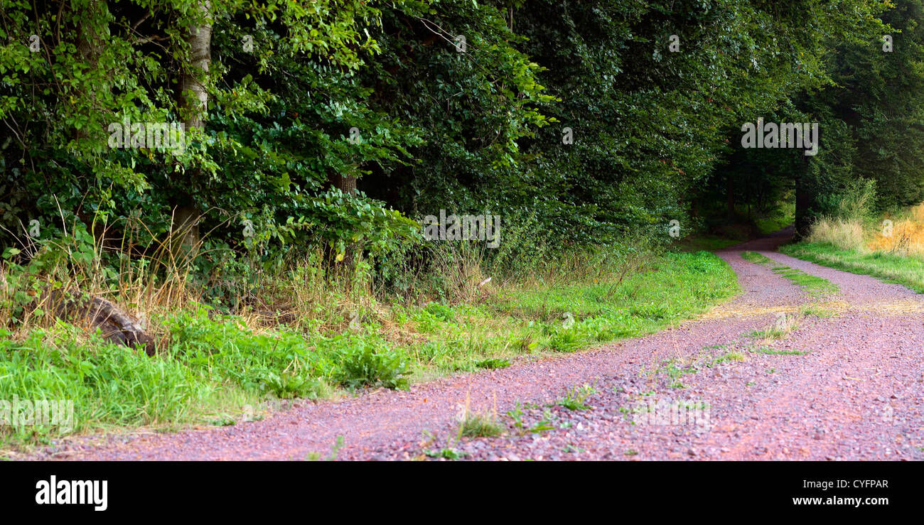 A break stone road in the mixed forest (beech, oak ), summer, Saarland ...